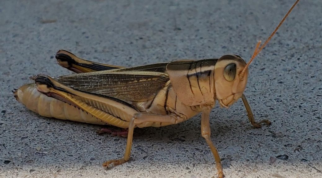 Locust Plague 2021: Fat Hopper, and the ghost of its former self ...