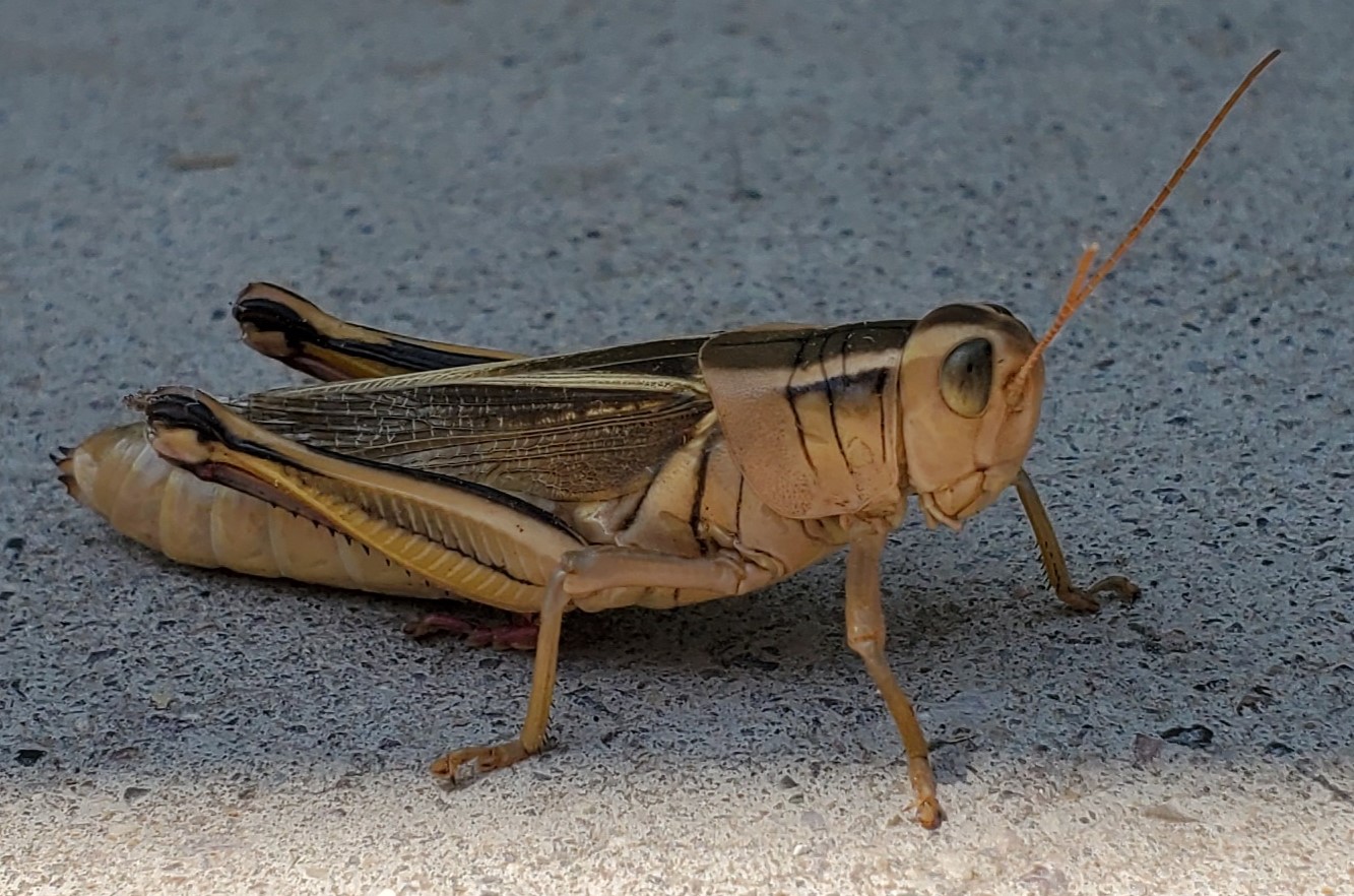 Locust Plague 2021: Fat Hopper, and the ghost of its former self ...